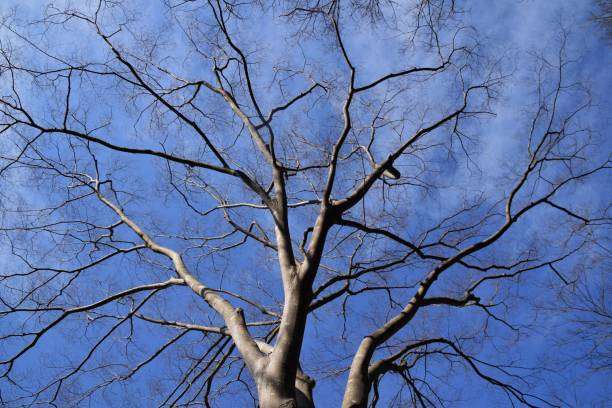 Benefits Of Winter Tree Trimming | RTEC Treecare