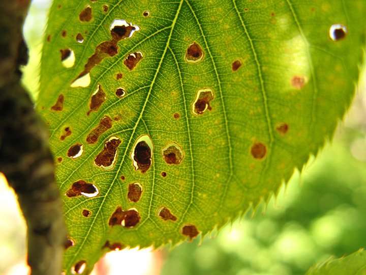Signs Your Tree Is Sick | RTEC Treecare Blog