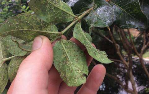 Aphids, Sap, & Ladybugs - RTEC Treecare