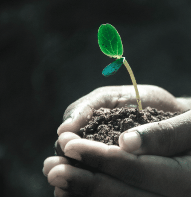 Biostimulants: The Multivitamins Your Trees and Shrubs Need - RTEC Treecare
