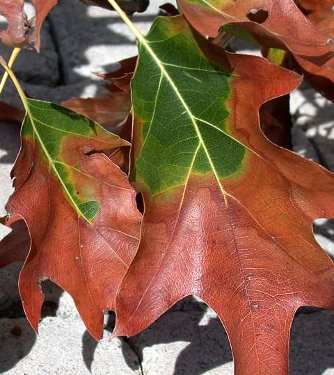 Bacterial Leaf Scorch On Oaks and Other Shade Trees